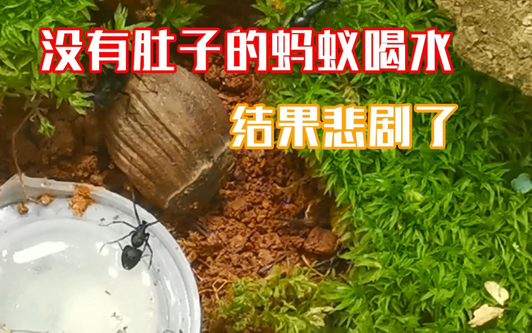 [养蚂蚁日常]没有肚子的蚂蚁,坚持喝下蜂蜜水,结果悲剧了!