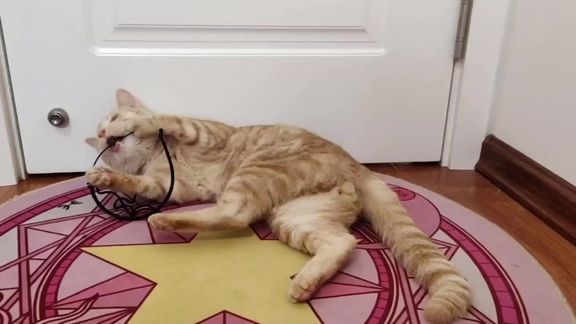 猫咪一只发卡玩半天,想要出去挠不开门,摇着尾巴躺着装睡。
