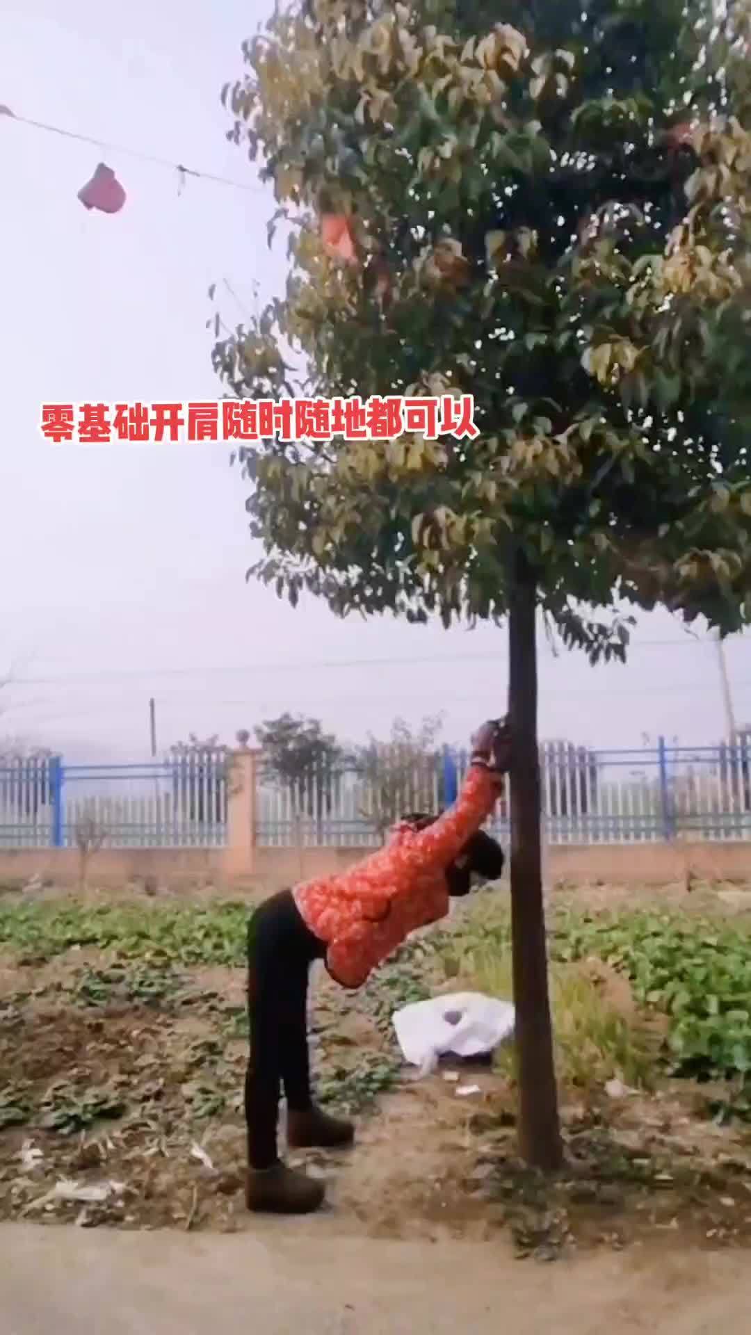 老家门前的香樟树