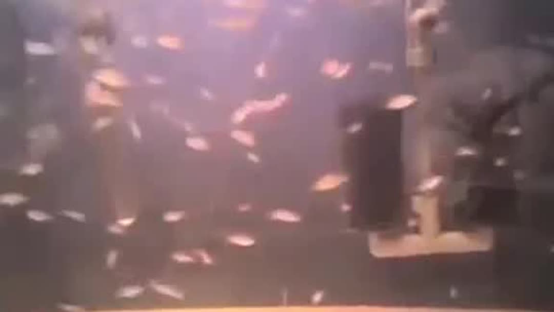 罗汉鱼从卵到鱼苗的成长过程