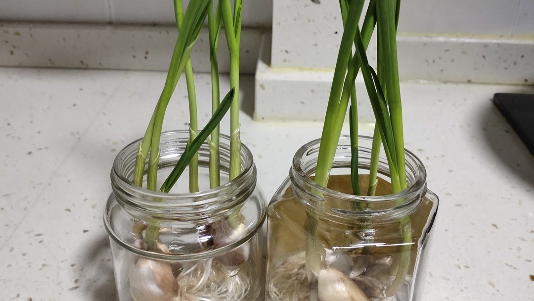 喜欢吃蒜苗的不用买了,撕傅教你在家不用土自己种,比买的干净