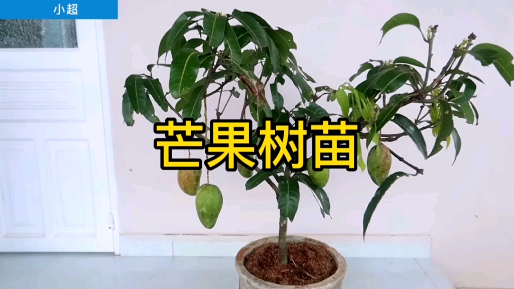 芒果树的种植方法