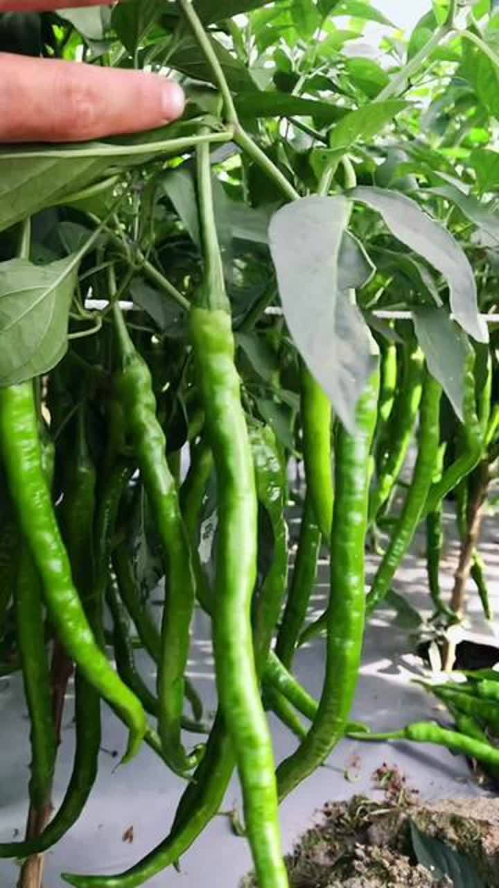 辣椒主要管理,去侧枝!辣椒种植农业