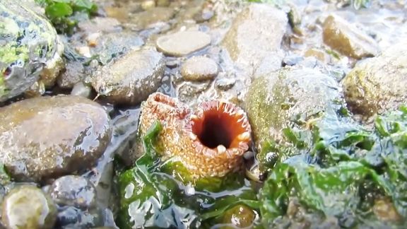 要这脑子何用?世界上最诡异的动物,成年后“吃掉”自己的大脑?