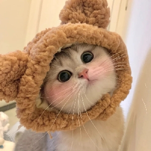 布偶kiu 