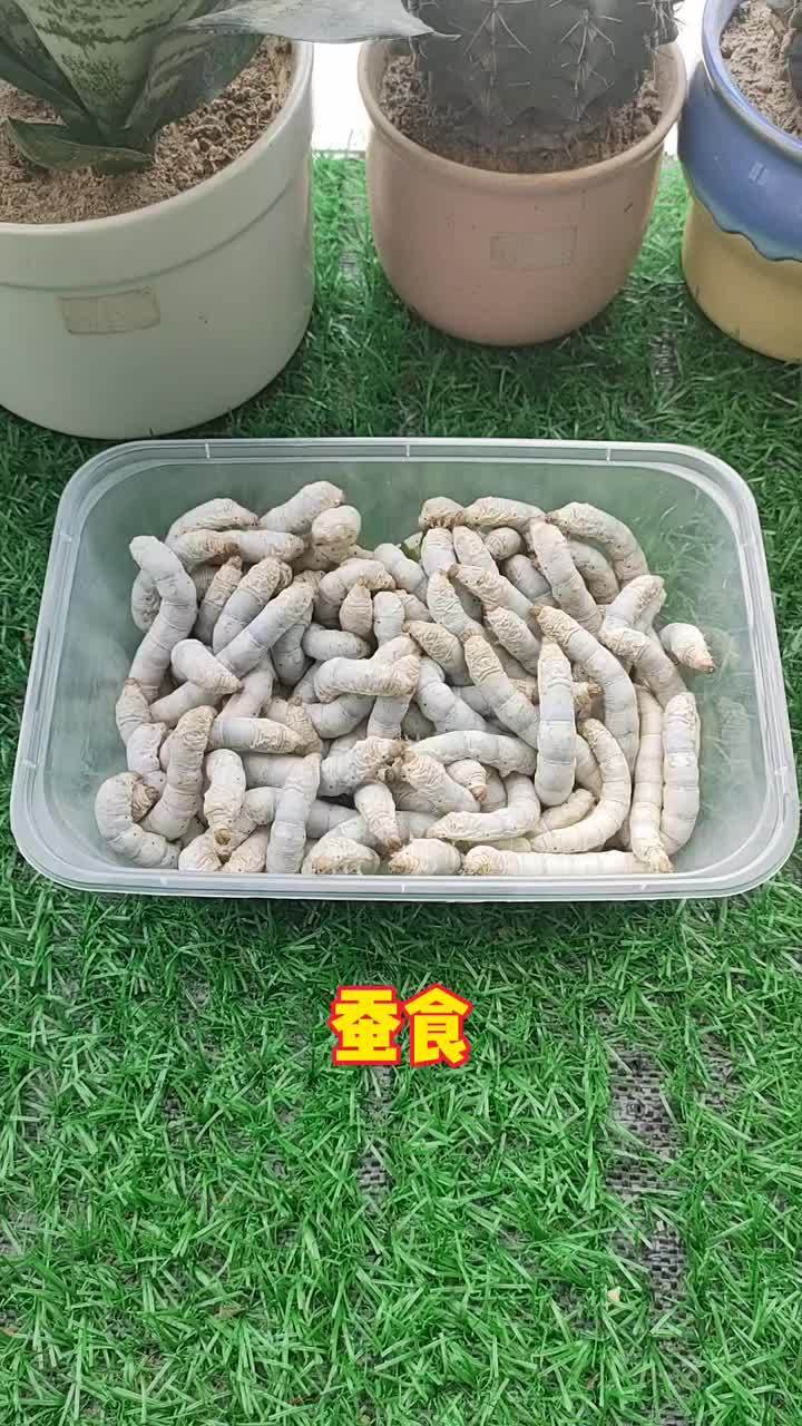 蚕宝宝的成长记!