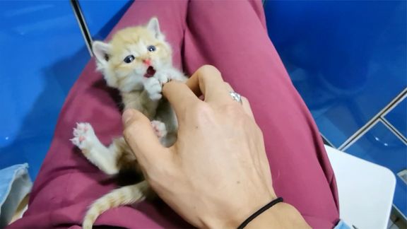 小猫咪吃饱喝足就开始又抓又咬 玩累了顺便睡一觉