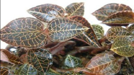 农村植物中的“药王”, 比西洋参和野山参功效还好, 你知道是什么吗?