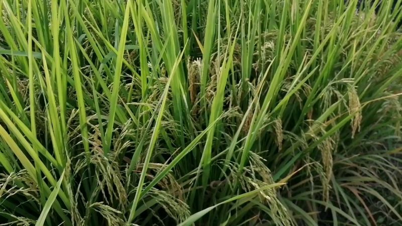 今年稻谷很差劲,全部人都完只剩下自己稻谷在慢慢成熟