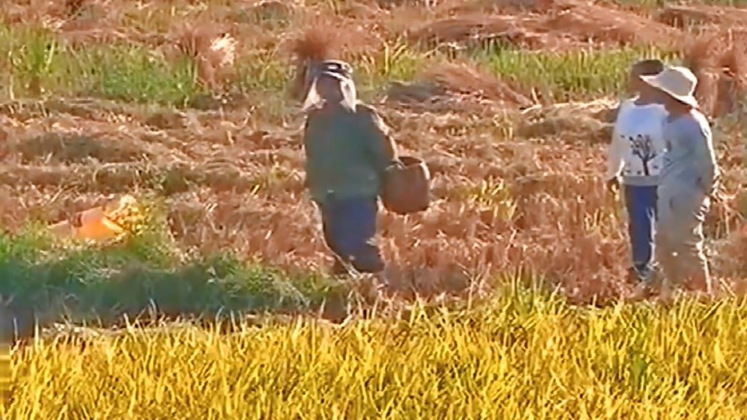 有机种植水稻需人工除草,成本高导致大米价格高,销路是最大问题