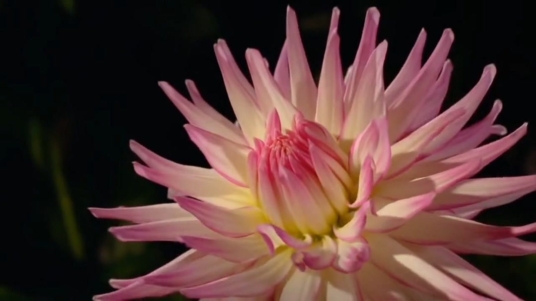 花儿是怎么开放的?