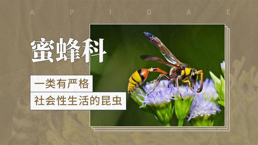 蜜蜂科——一类有严格社会性生活的昆虫