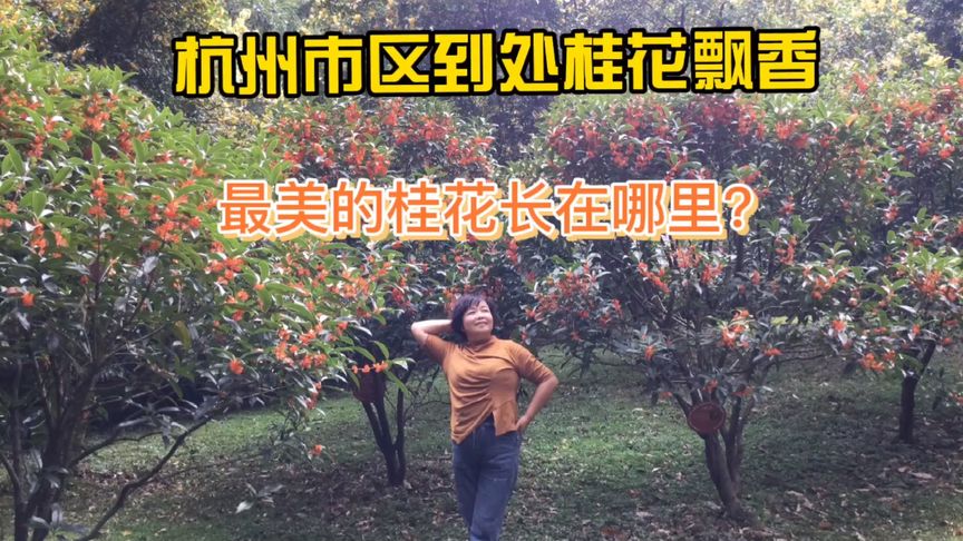 杭州金秋十月桂花飘香,去哪里才能看到更多的桂花?