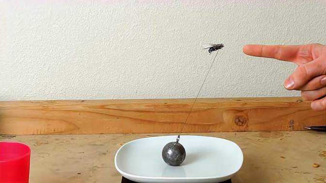 老外给苍蝇绑细绳,测试能拉多重物体?结果许多人都不信!