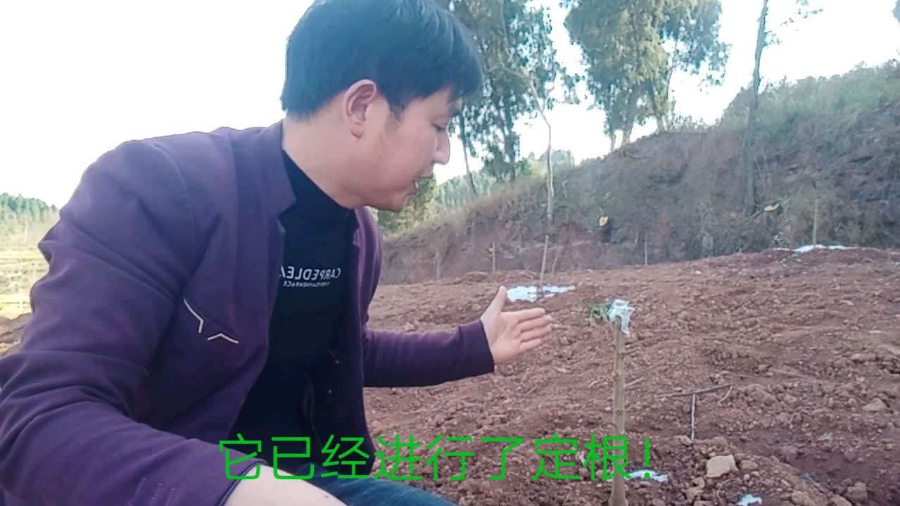 四川种植技术员,栽种果树幼苗一年施这四次肥,根系好主干粗又壮