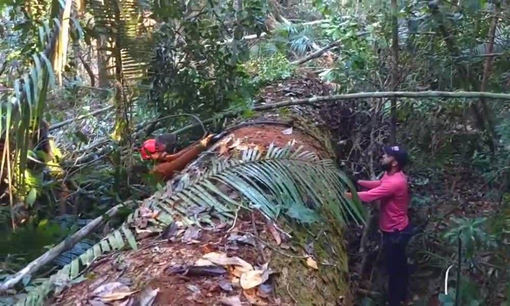 树干直径近两米,是如何被砍到运出原始丛林的?这可是一个大工程