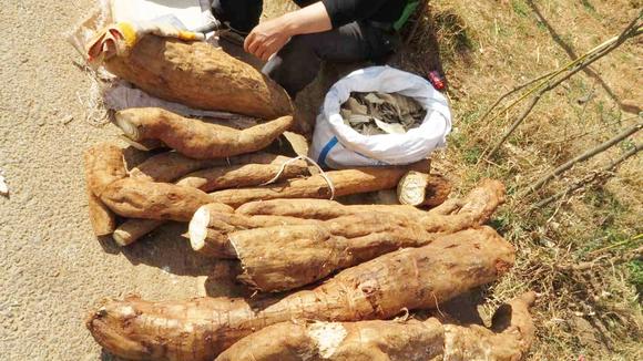 葛根粉的特征你知道吗?它的作用你知道吗?你可以食用吗?