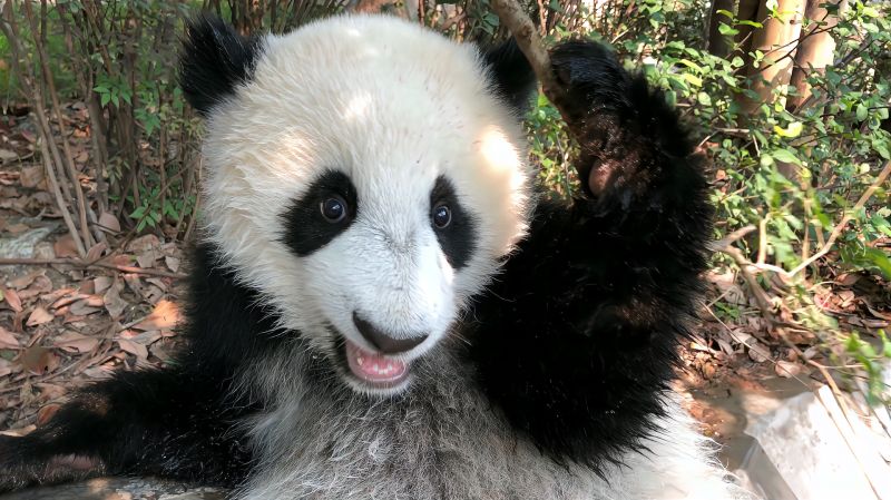 让你用饲养员的视角看大熊猫!