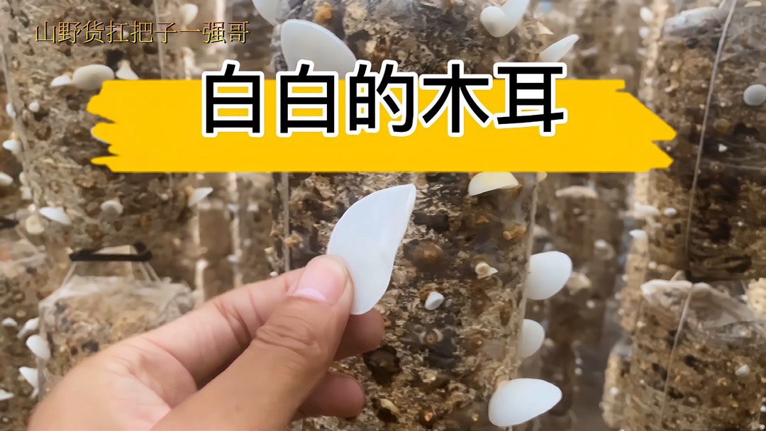 在吉林最好吃的白木耳在哪?你觉得这白木耳怎么样?