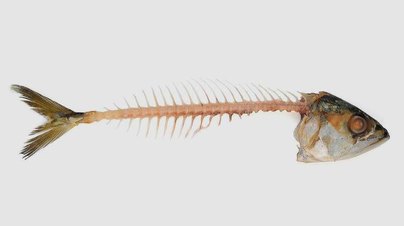 鱼刺卡在喉咙了?别再喝醋吃馒头了,试试这个好办法!