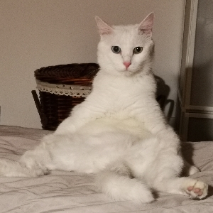 狼的大板儿牙 