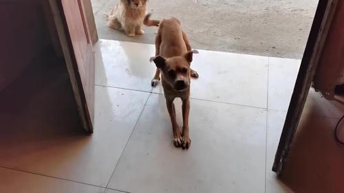 看了这个视频,你还不相信狗狗会跳舞吗?