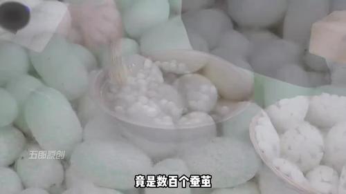 工匠取数百颗蚕茧,抽出约1千米长的茧丝,制作成薄如蝉翼的丝绸