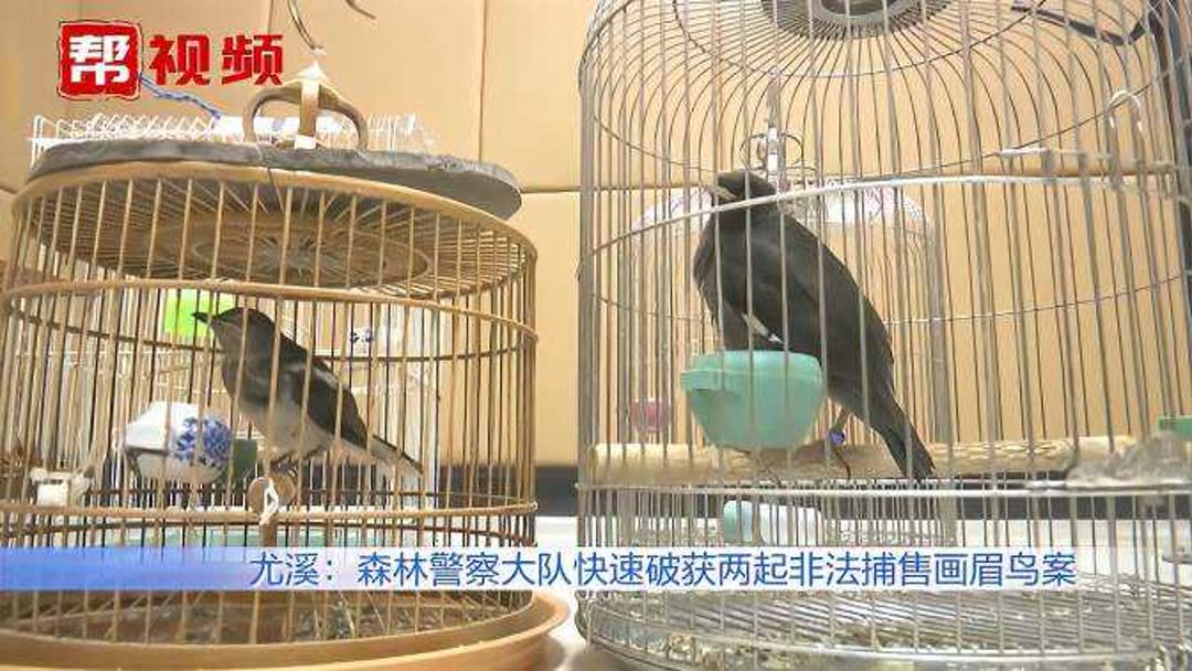 当场抓获嫌疑人!森林公安破获两起案件,解救8只重点保护动物