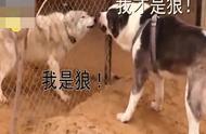 隔着铁栏狗和狼吼叫,狼被气得都学会狗叫了