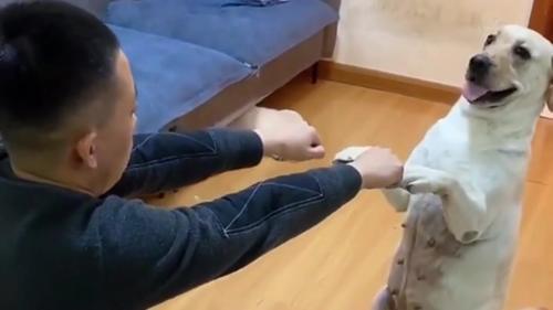 各位看官,你们见过这么会模仿主人的狗狗吗?