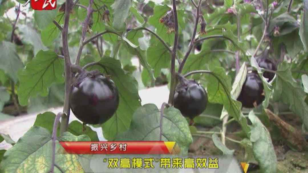 石家庄新乐:双高模式带来双赢