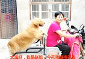 农村妈妈去掰玉米,金毛狗狗等不急,下面发生的一幕让网友笑爆了