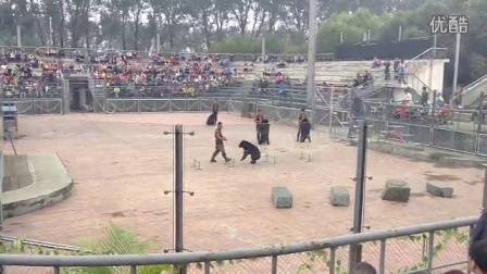 北京野生动物园狗熊表演