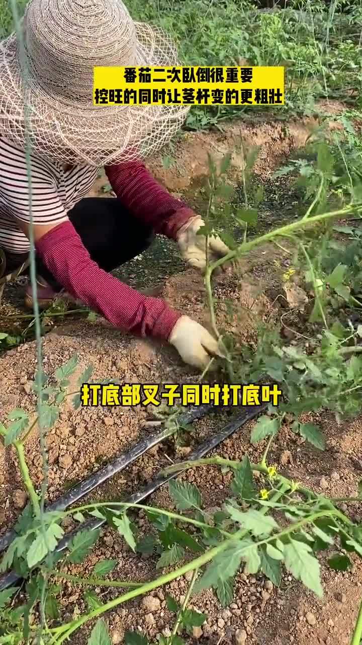 番茄二次卧倒很重要、控旺的同时、让茎杆更粗壮、防止茎杆底部木质...