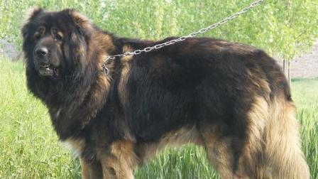 尘土飞扬,猛犬高加索与凶猛藏獒惨烈的搏杀