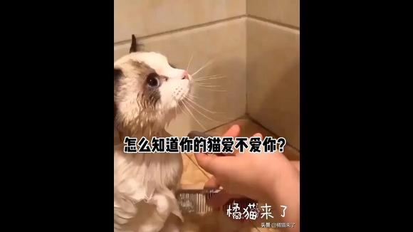 怎么知道猫咪爱不爱你,看看就知道