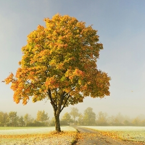 超级清新大自然 