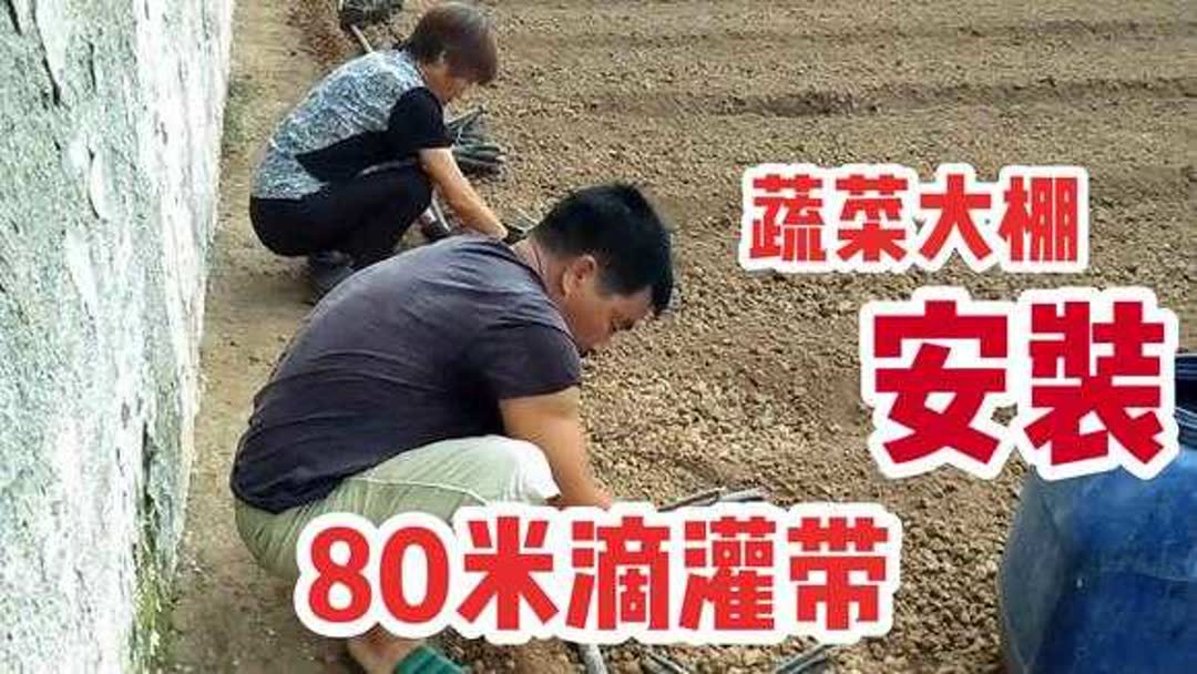 农村大叔蔬菜大棚,安装80米滴灌带,这活儿简单但很重要