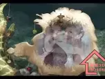 会声会影模板如何使用 电子相册最新视频