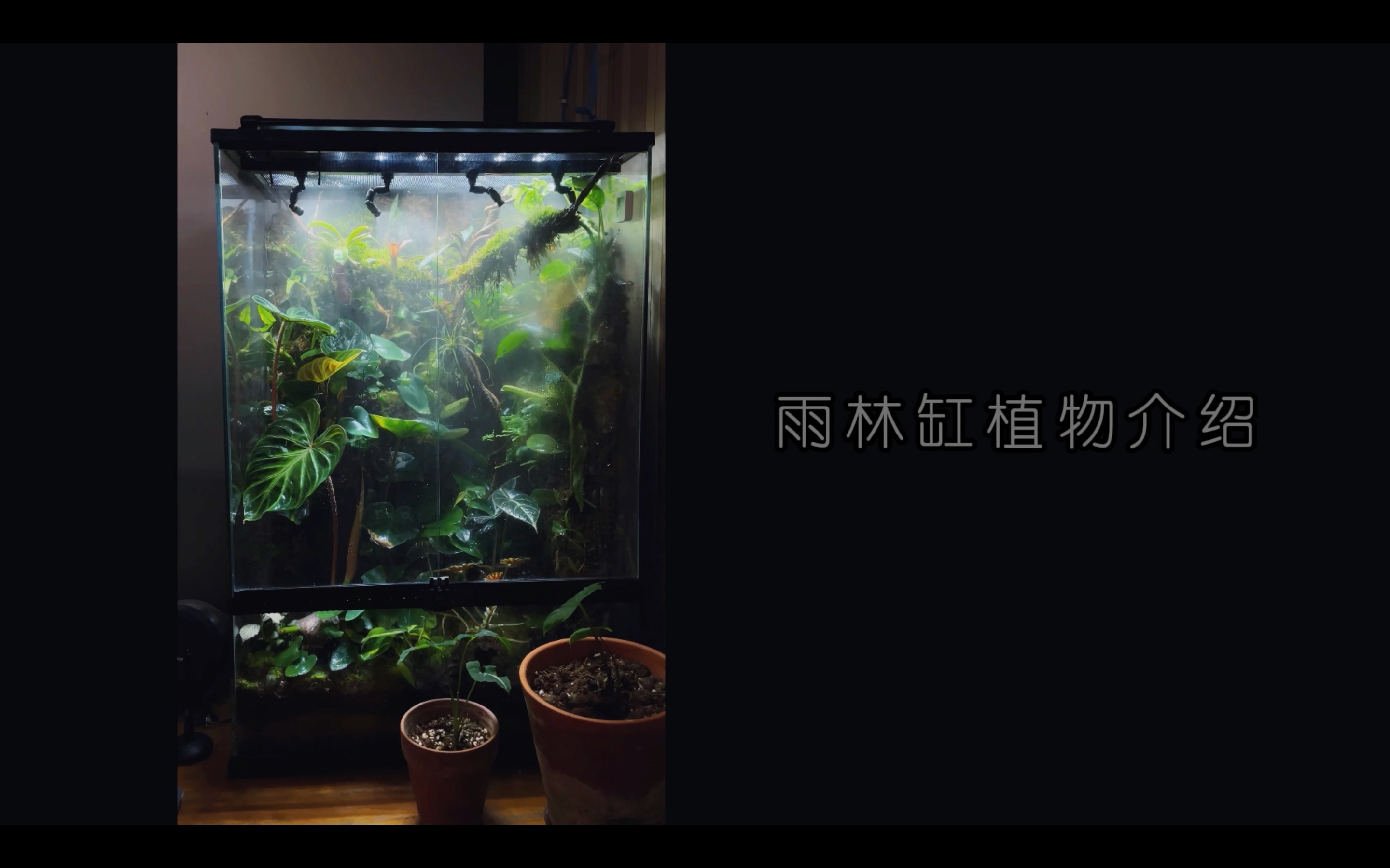 雨林缸植物介绍