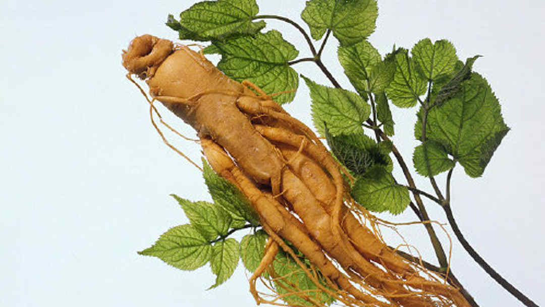 人参的功效与作用?