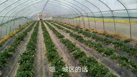 草莓调整价格为十五二十块钱一斤,有些人说怪话,但是买的人不少。