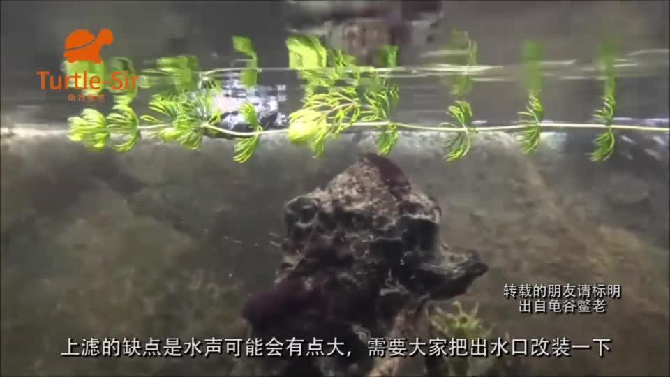 欧洲泽龟过滤器选择讲解,深水龟通用「龟谷鳖老」