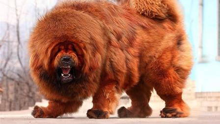 凶猛大藏獒发狂咬伤多人,一男子二话不说上前徒手将其打死