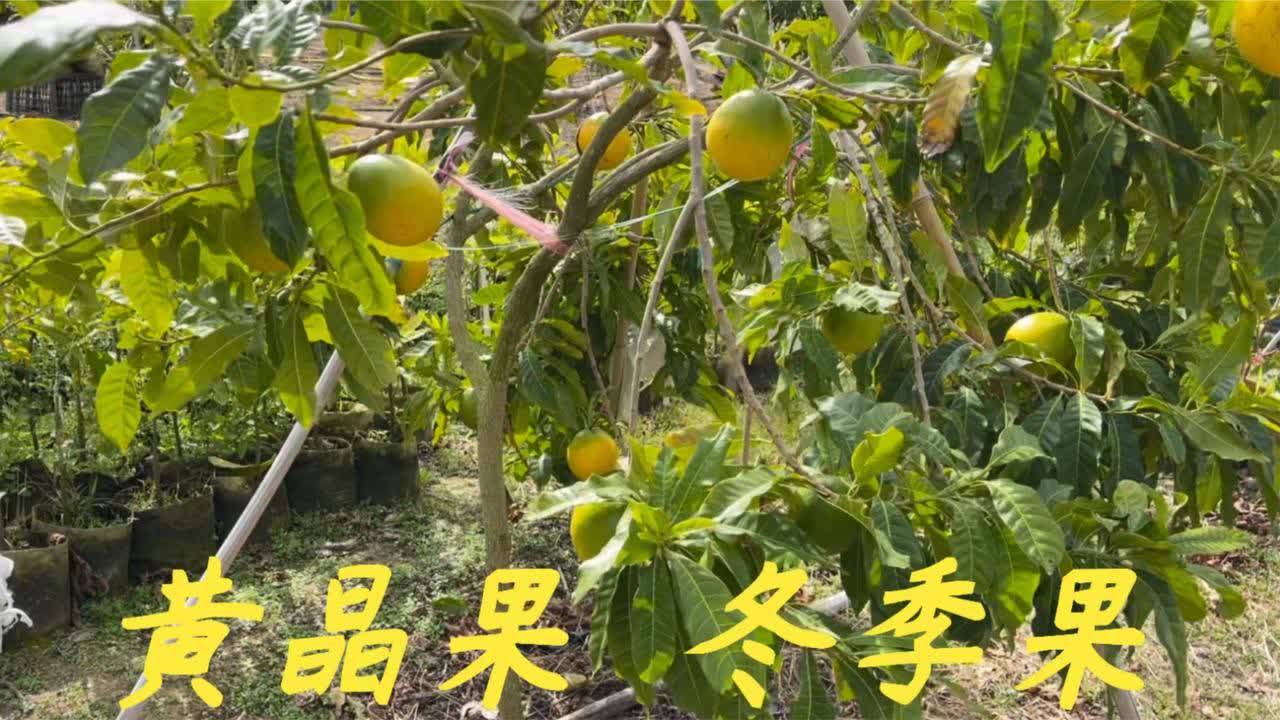 老林今天带大家看看黄晶果冬季果的产量,还有果实的个头大小