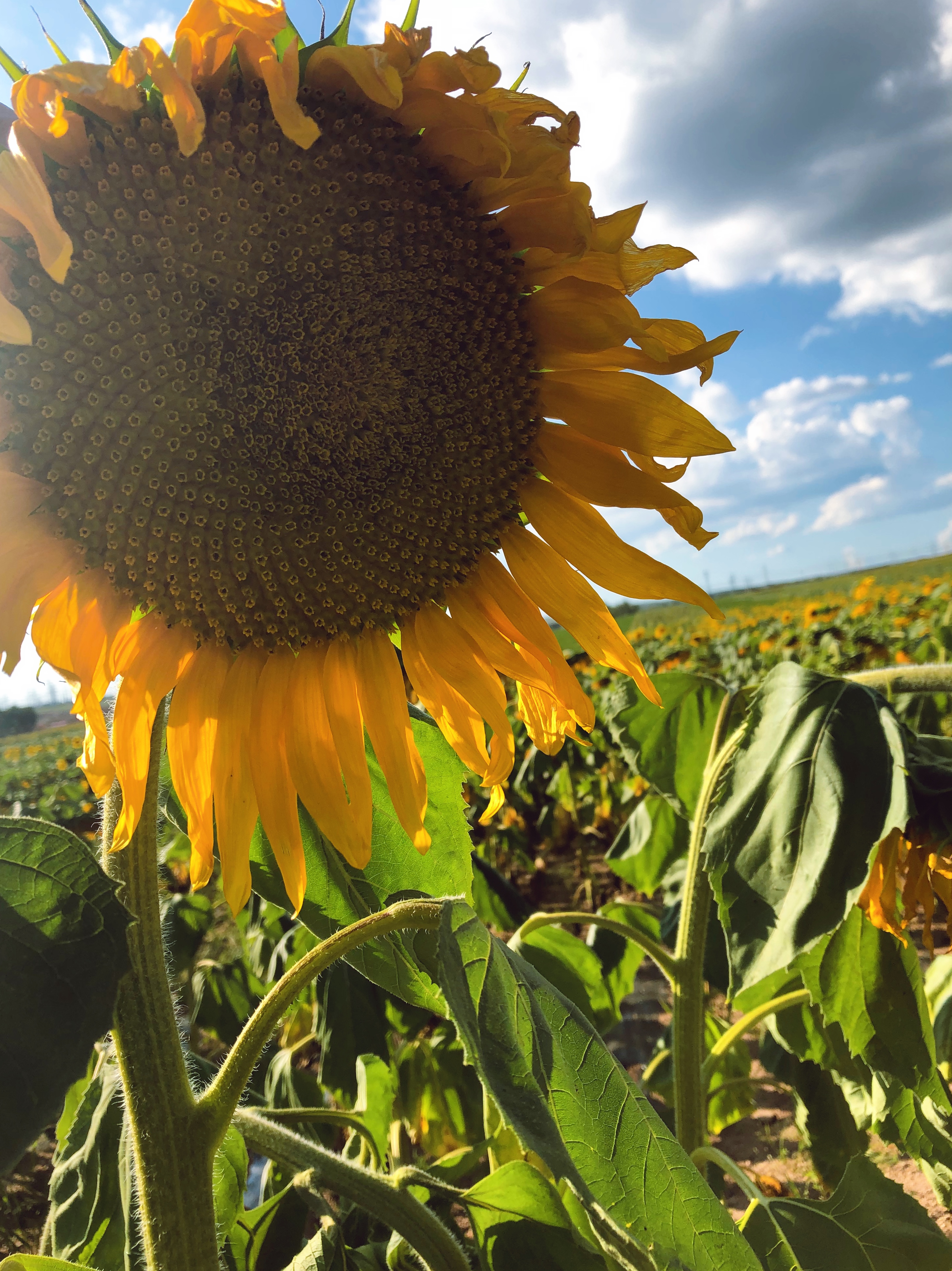 一抹寂寞的影子 