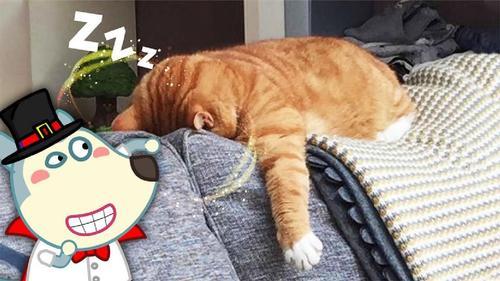滑稽动画:小狼沃夫施法小猫咪睡着了,它这是要干什么呢?