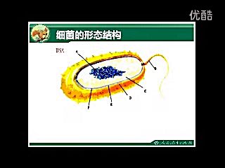 人教版生物八年级上册第四章第二节细菌