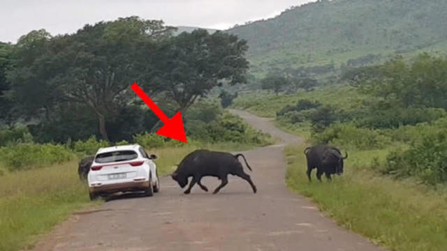 开车路上偶遇水牛,司机心存"侥幸"往前冲,肠子悔青了