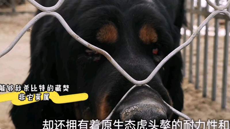 喜马拉雅河谷型藏獒为何能秒杀比特犬?藏獒与比特犬谁与争峰?